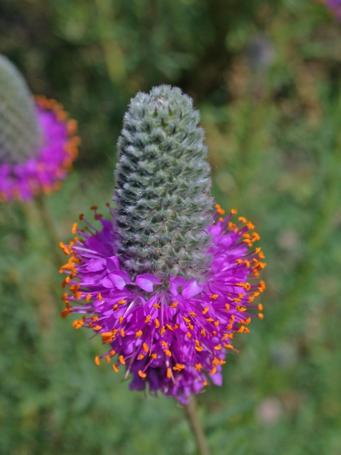 Dalea purpurea | Purple Prairie Clover | Ancient Roots Native Nursery