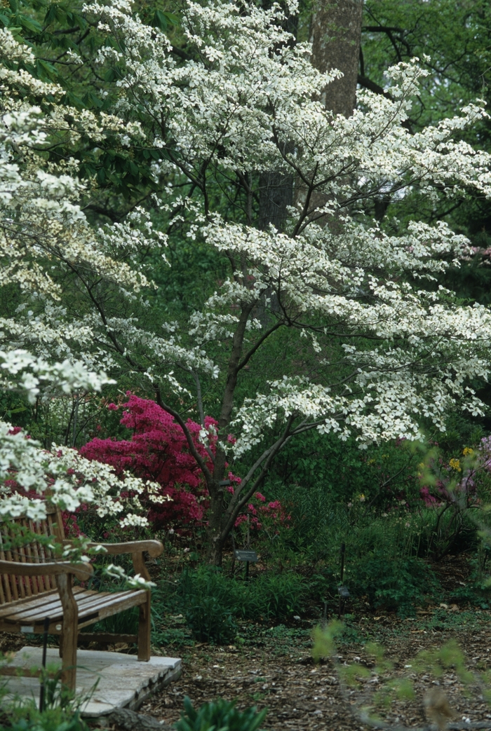 Cornus florida | Flowering Dogwood | Ancient Roots Native Nursery