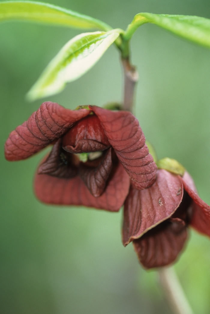 Asimina triloba | Paw Paw Tree | Ancient Roots Native Nursery
