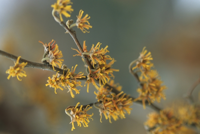 Hamamelis vernalis | Ozark Witch Hazel | Ancient Roots Native Nursery