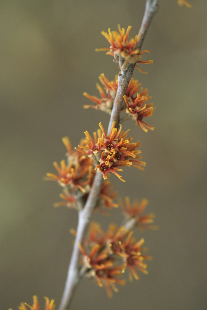 Hamamelis vernalis | Ozark Witch Hazel | Ancient Roots Native Nursery