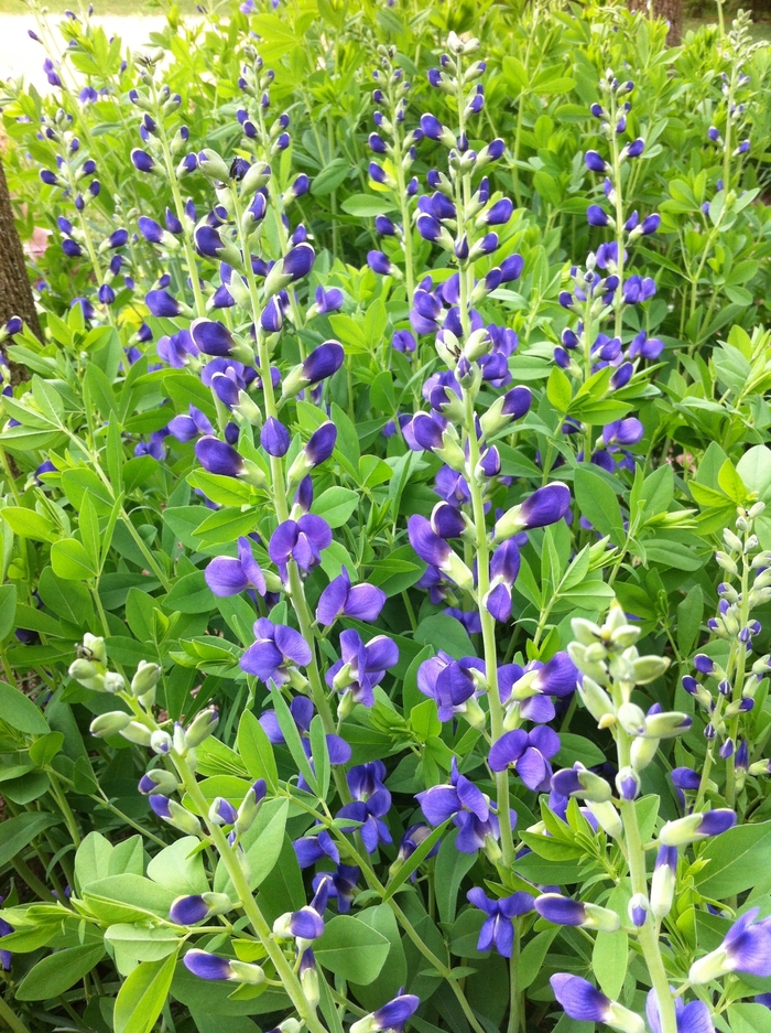 Baptisia australis | Blue false Indigo | Ancient Roots Native Nursery