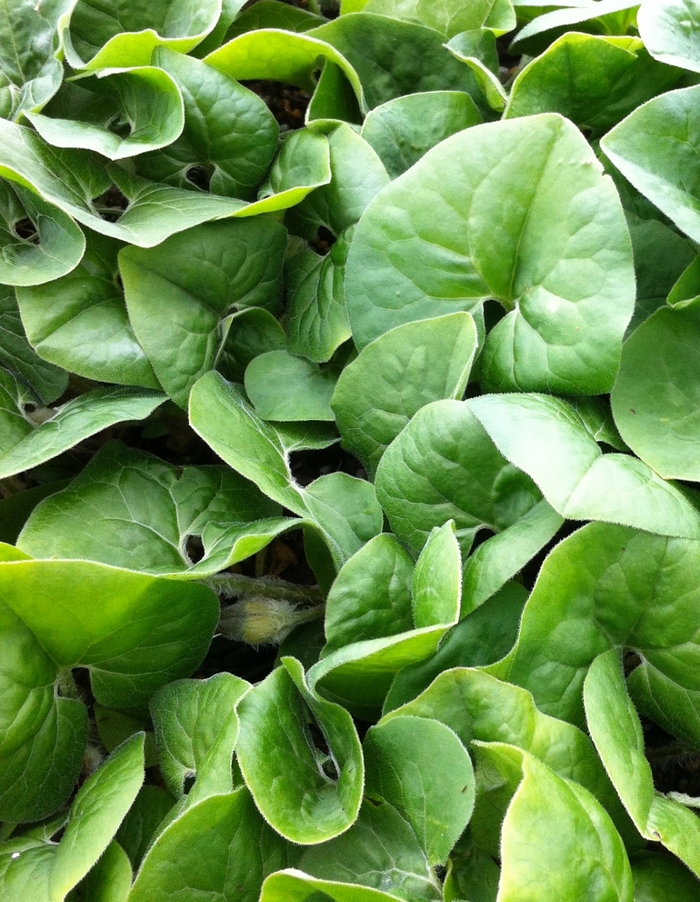 Asarum canadense | Wild Ginger | Ancient Roots Native Nursery