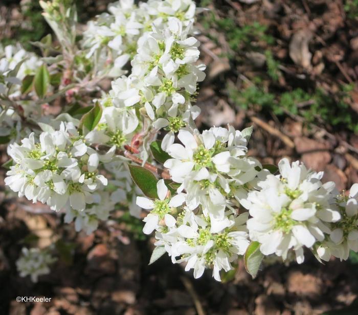 Amelanchier stolonifera | Running Serviceberry | Ancient Roots Native ...