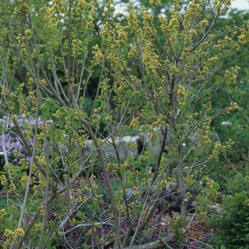 Ancient Roots Native Nursery
